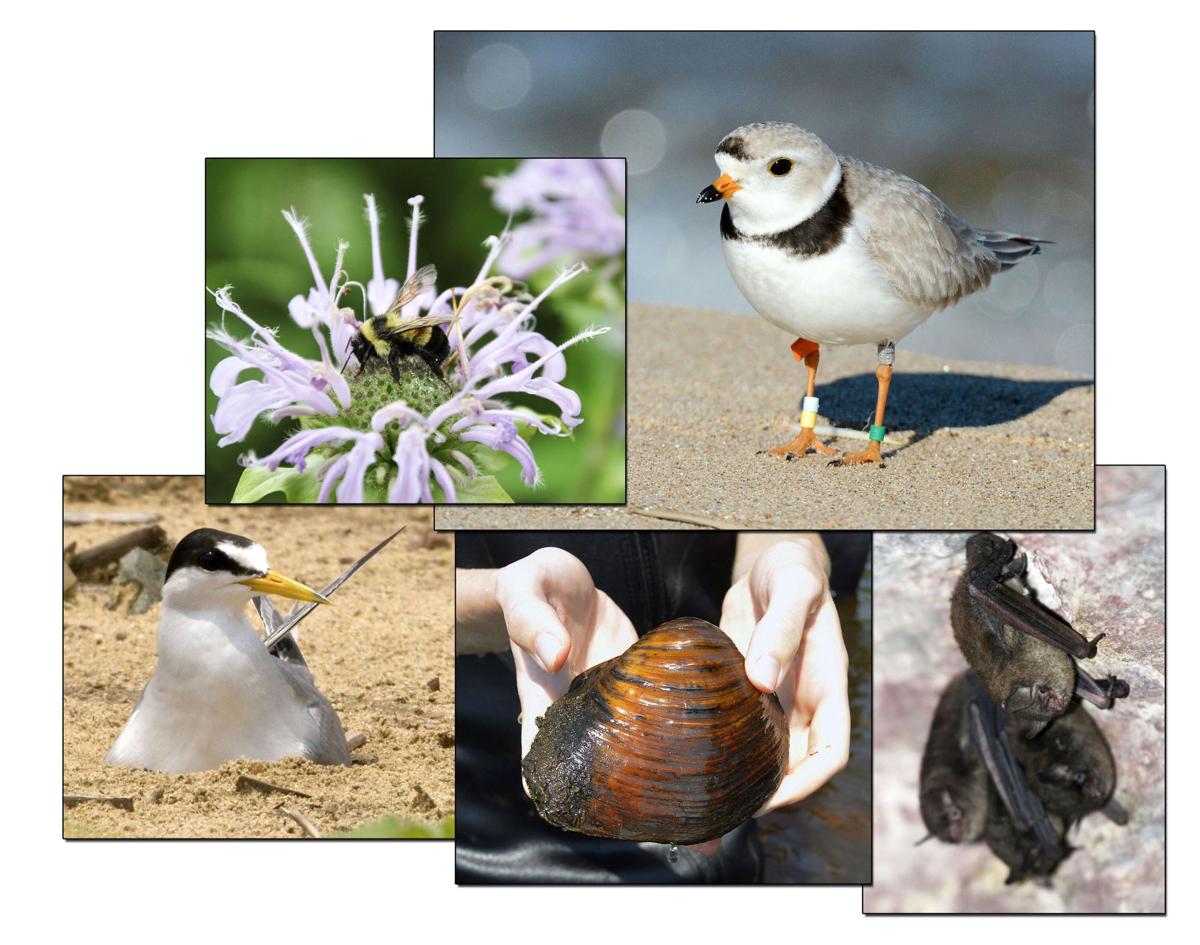 More Work Ahead To Preserve Threatened endangered Species In State more-work-ahead-to-preserve-threatened-endangered-species-in-state