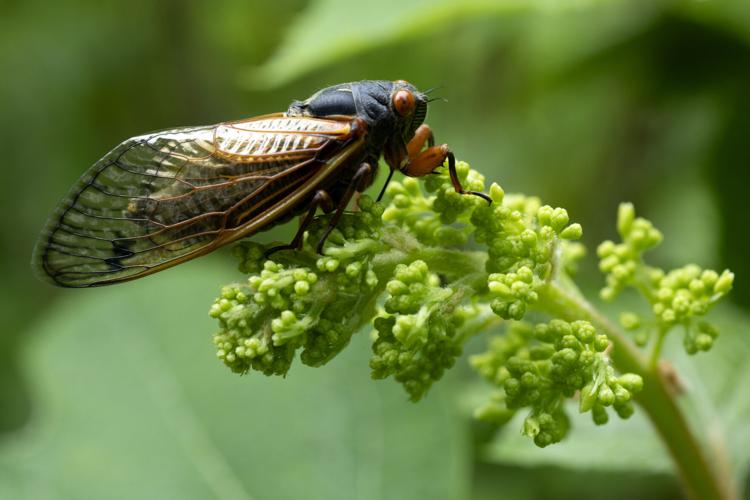 Rare double cicada emergence excites some, concerns others | Local News ...