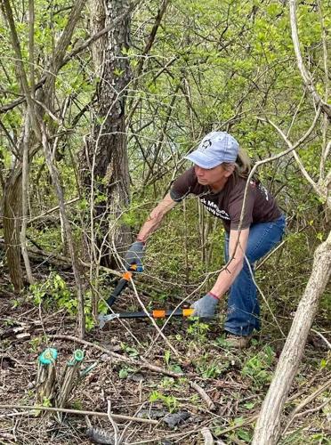 Indiana takes grassroots approach to fight invasive plants | State News ...