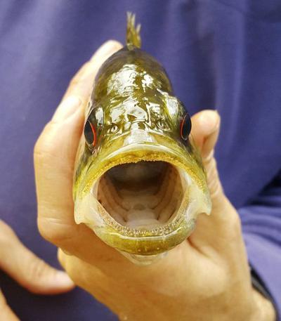 On Nature column: Fishing White River all about the bass | Columns ...