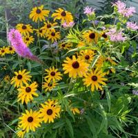 On Nature column: Not all native plants are created equal | Columns ...