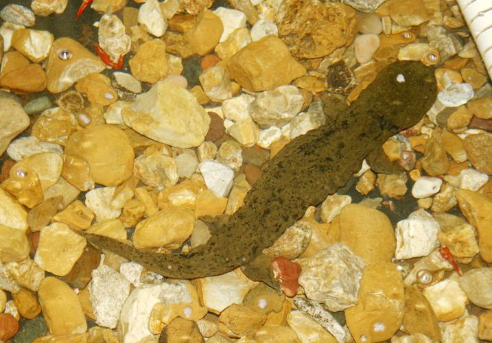Eastern hellbender, a sentinel of water quality, bred in captivity for ...