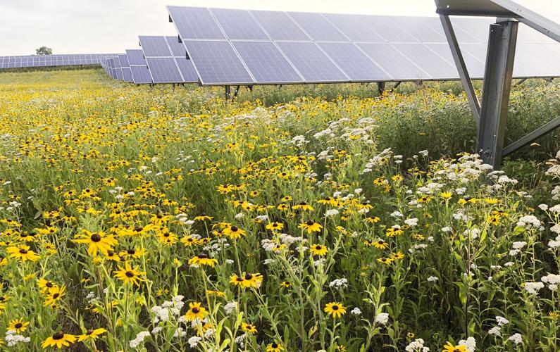 Solar development offers chance to help pollinators | Local News ...