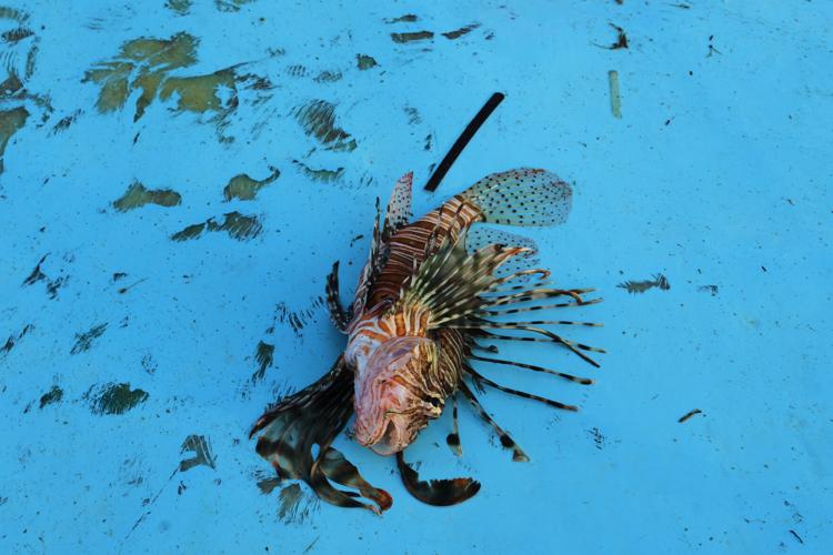 Cypriot fishermen battle invasive lionfish and turn them into a tavern ...