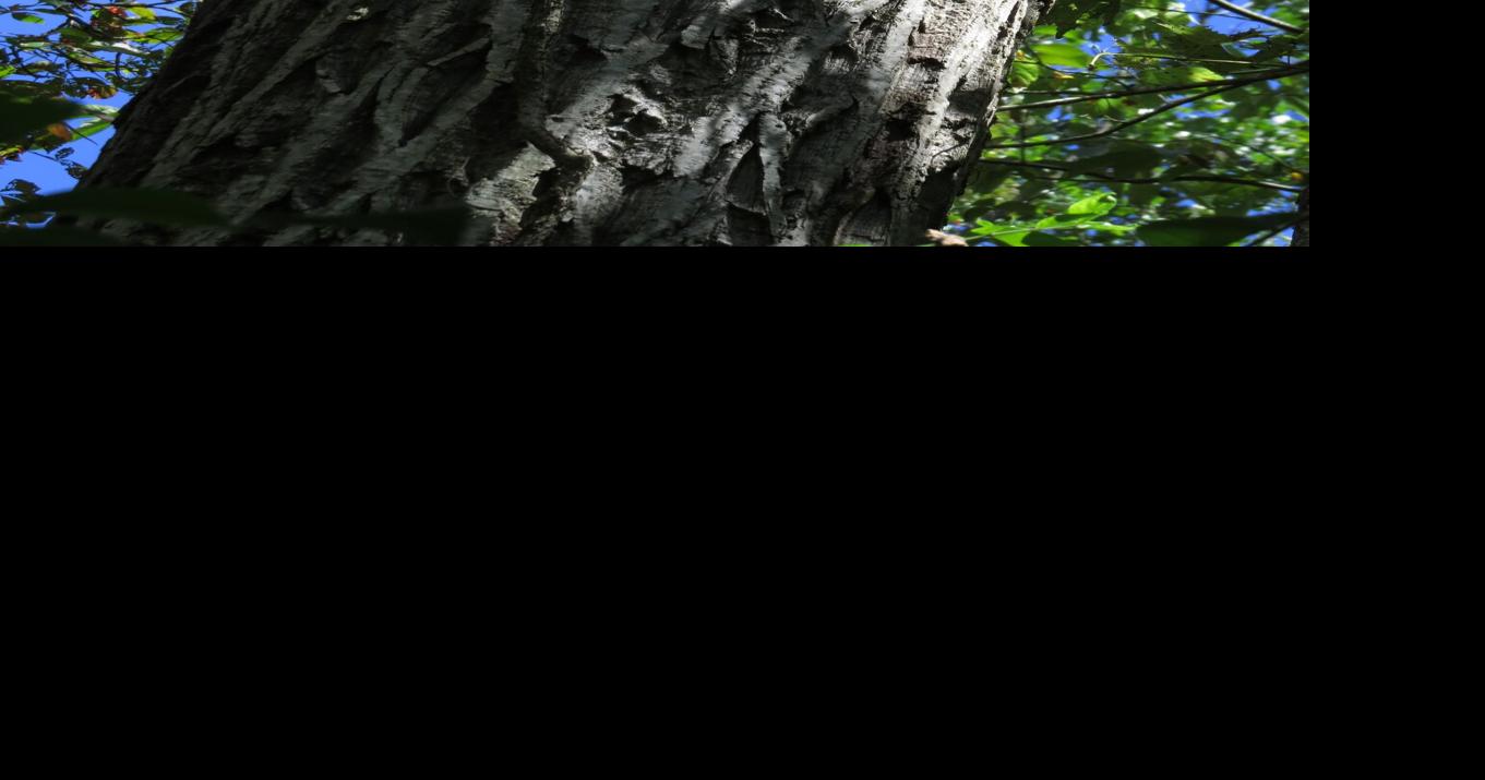 On Nature column: Butternut trees decimated by canker, but there's hope ...