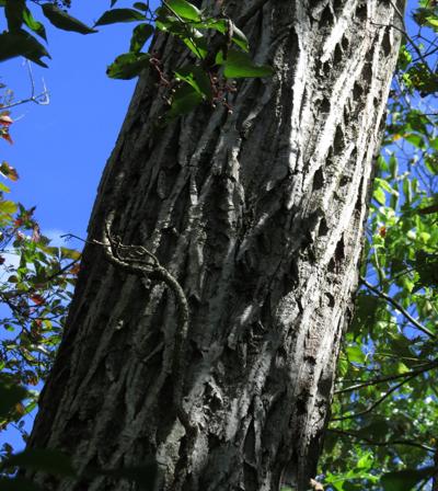 On Nature column: Butternut trees decimated by canker, but there's hope ...