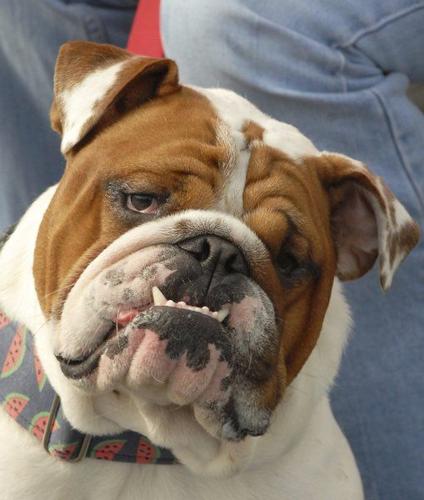 Hoosier Park hosts Pet-Tacular weekend for animal lovers | Local News ...