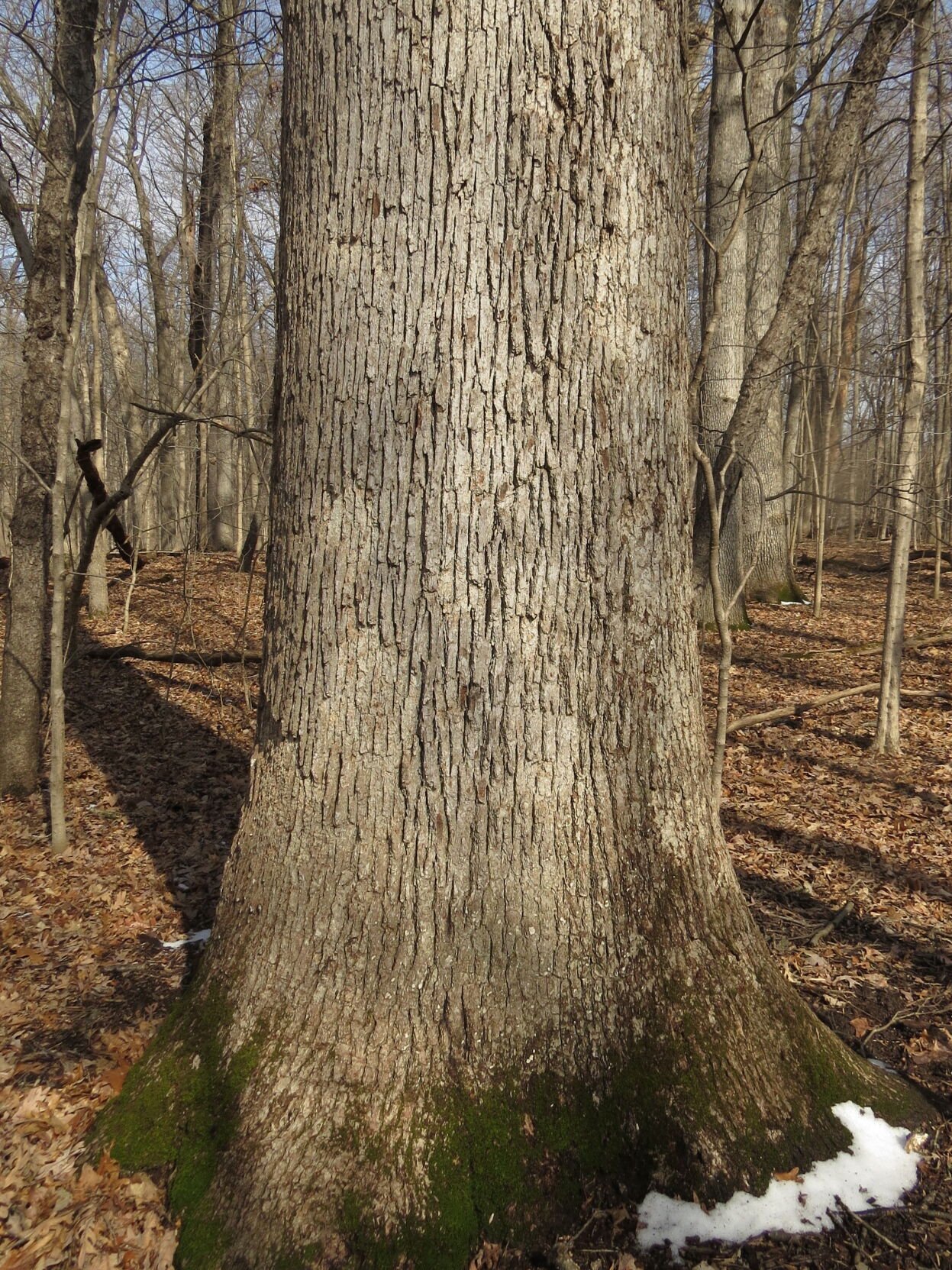 On Nature column: White oak a handsome and important tree in Indiana ...