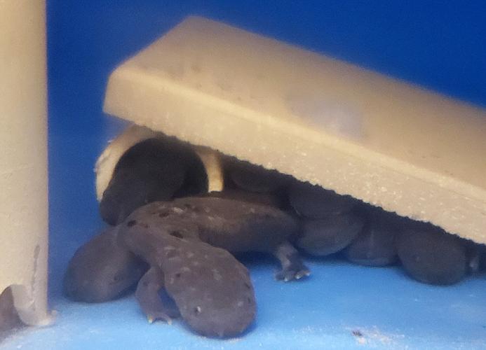Eastern hellbender, a sentinel of water quality, bred in captivity for ...