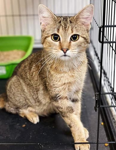 Rodney | MAD Life | heraldbulletin.com