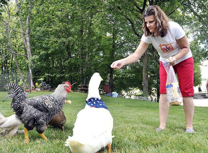 That's one lucky duck | Local News | heraldbulletin.com