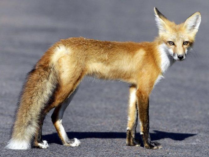 Is the red fox worthy of being Indiana's state mammal? | MAD Life ...