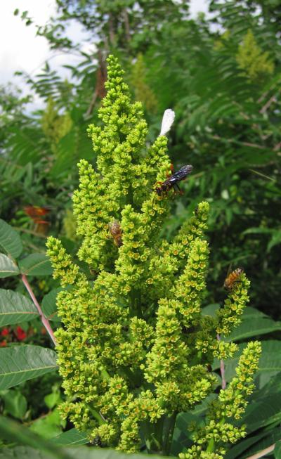 On Nature column: Sumacs signal arrival of fall | Columns ...