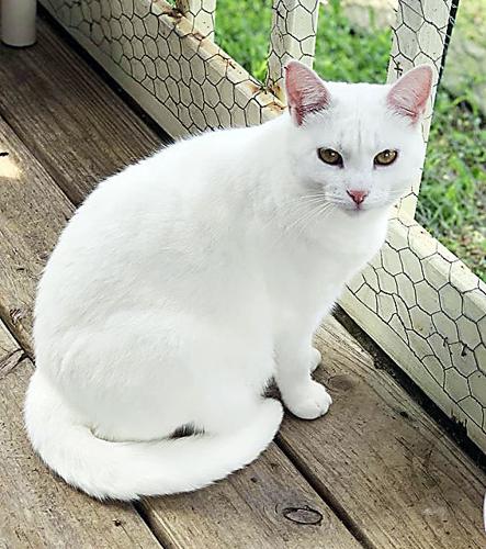 Meet Angelicat, Dixie, Carmel and Dot | MAD Life | heraldbulletin.com