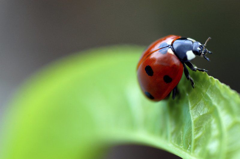 Bye bye bugs? | MAD Life | heraldbulletin.com