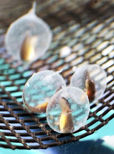 Eastern hellbender, a sentinel of water quality, bred in captivity for ...