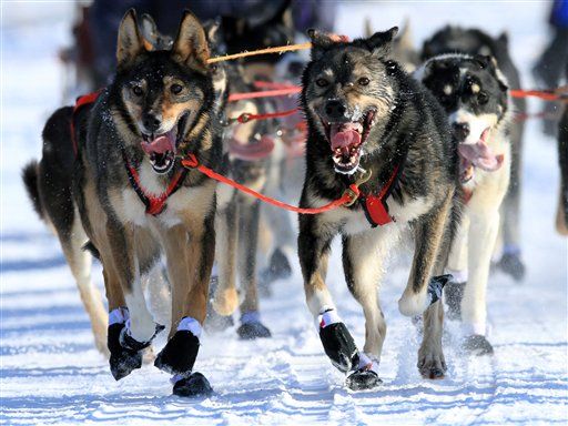 How Many Dogs Died In This Years Iditarod