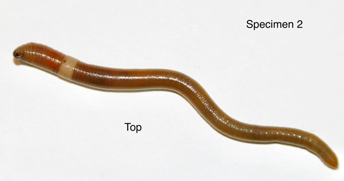 Invasive worms found in Indiana | State News | heraldbulletin.com