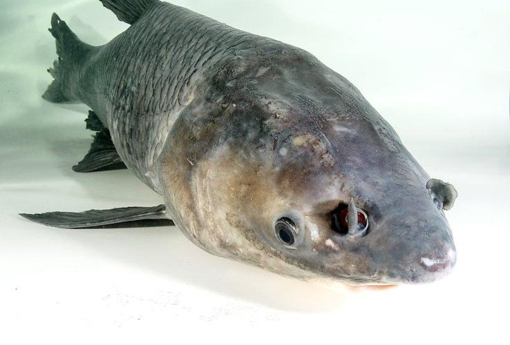 black carp fish
