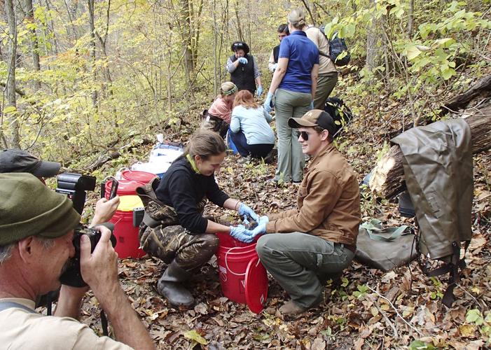Eastern hellbender, a sentinel of water quality, bred in captivity for ...
