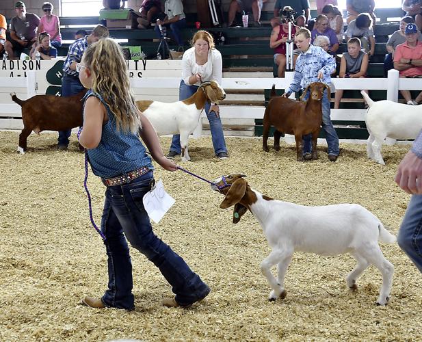 4-H members compete in Madison County 4-H Fair annual goat show | Local ...