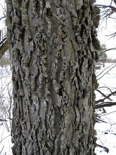 On Nature column: Hackberry stands tall in Indiana | Opinion ...