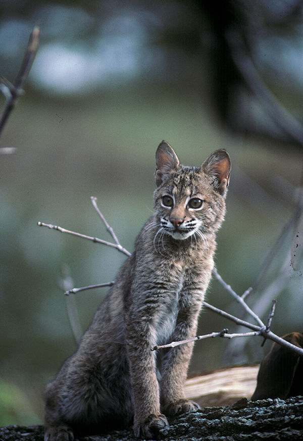 Letter to the editor: Bobcats should be protected | Opinion ...