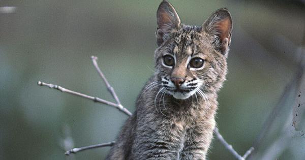 Letter to the editor: Bobcats should be protected | Opinion ...