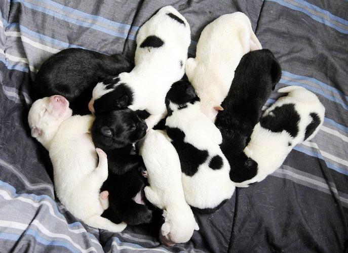 Animal advocates seek solutions, not 'last resorts' | Local News ...