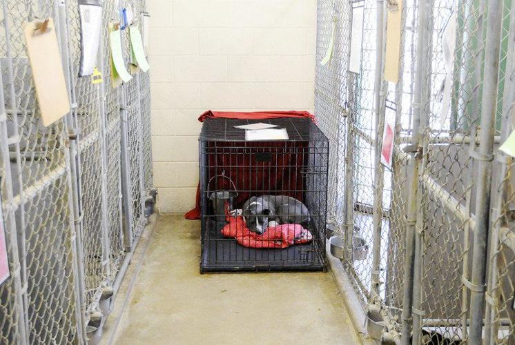 Animal advocates seek solutions, not 'last resorts' | Local News ...