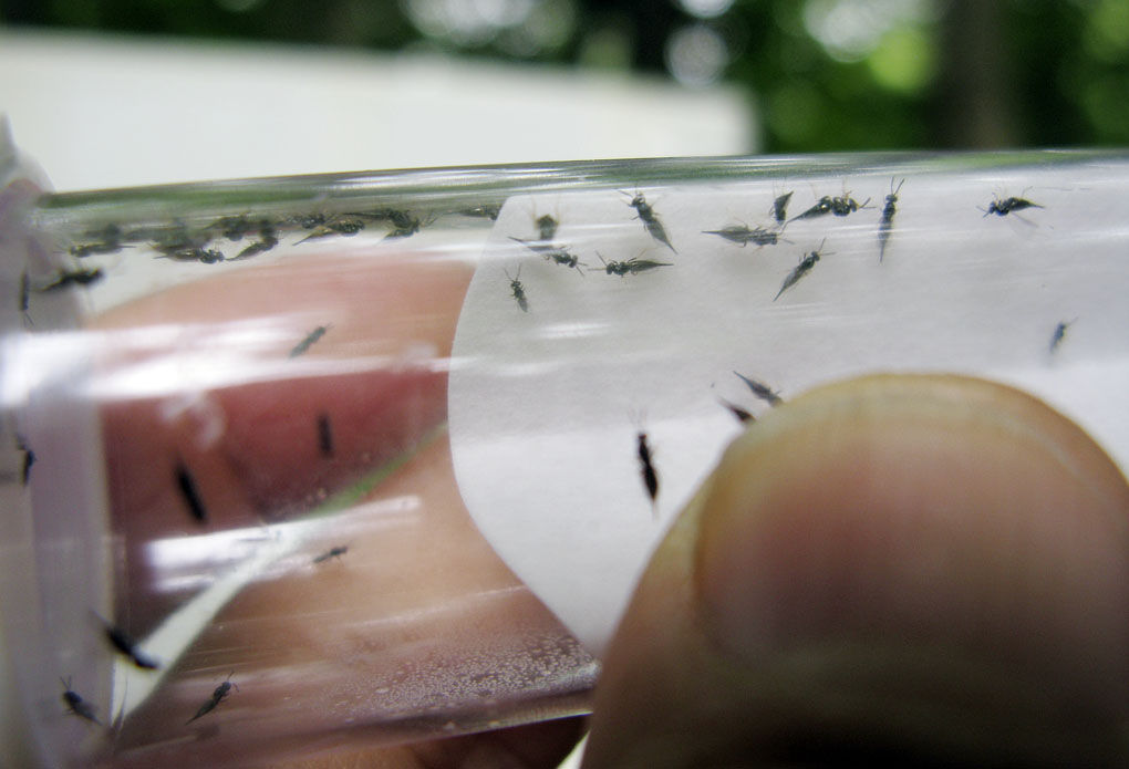 State deploying stingless wasps to combat tree-killing insect | Local ...