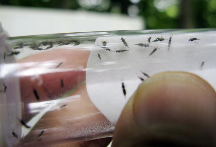 State deploying stingless wasps to combat tree-killing insect | Local ...