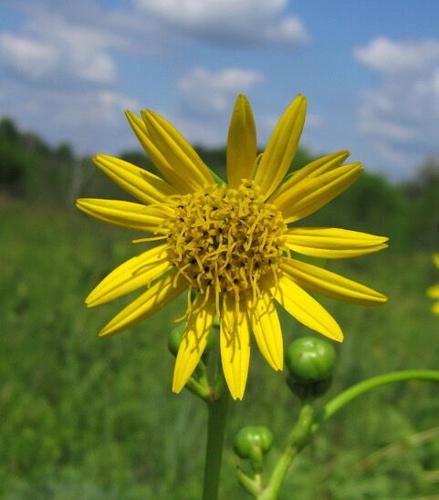 On Nature column: Prairie dock a tall, distinctive wildflower | Opinion ...