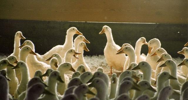 Indiana farms lead North America in duck production | News ...