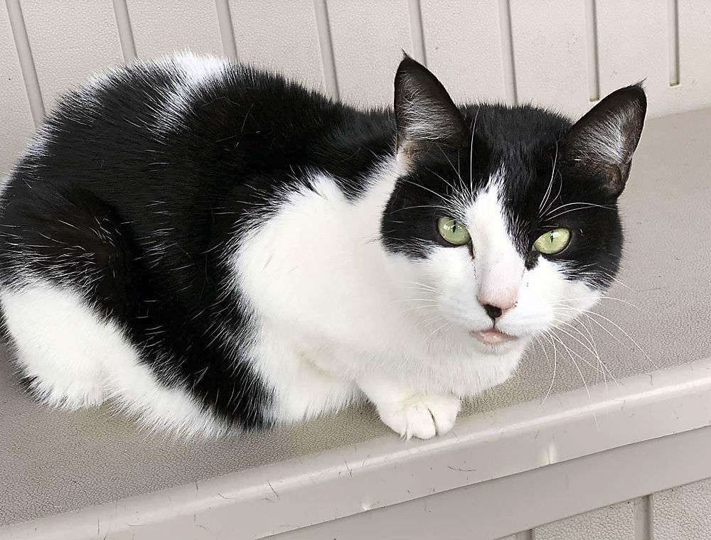 Meet Axel, Ricky, Bullet and Pickle Juice | MAD Life | heraldbulletin.com