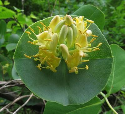 On Nature column: Native honeysuckles a rare sight in Central Indiana ...