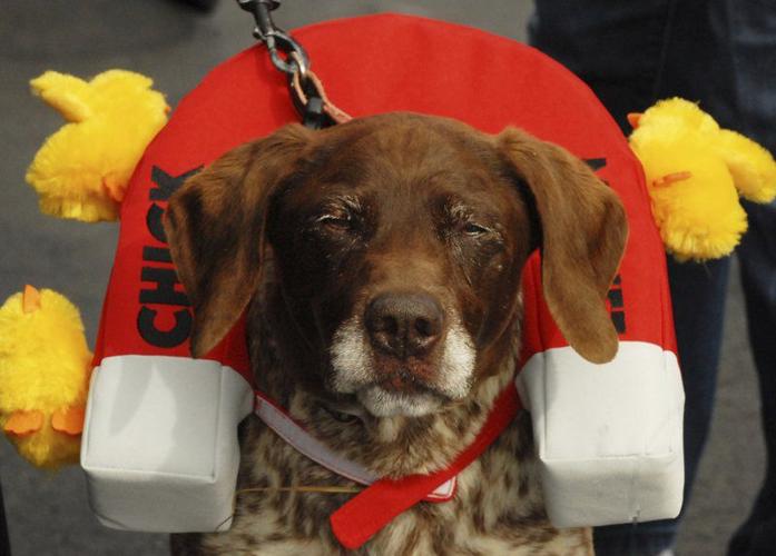 Hoosier Park hosts Pet-Tacular weekend for animal lovers | Local News ...