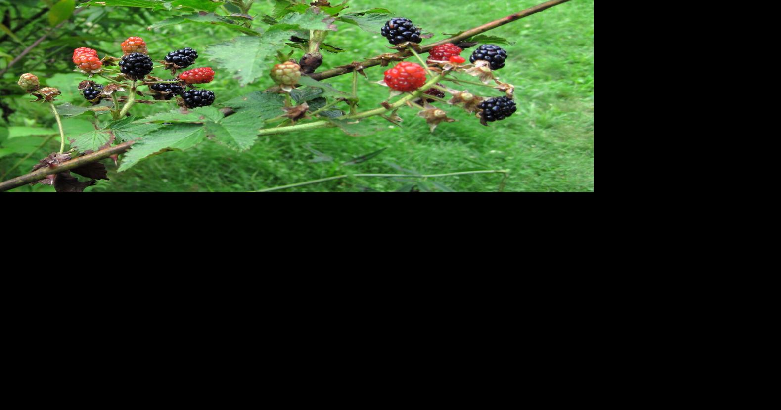 On Nature column: Berries bountiful in Indiana woodlands | Columns ...