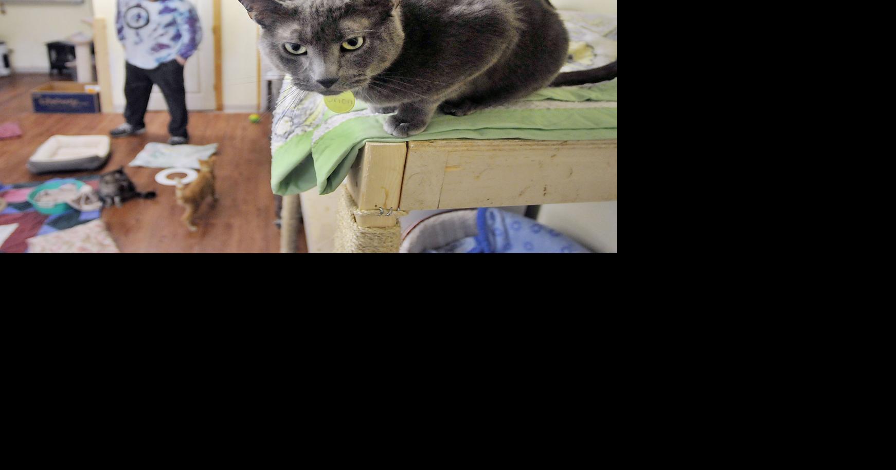 NOON - 1 P.M.: Madison County Humane Society | ANNUAL REPORT - 24 HOURS ...