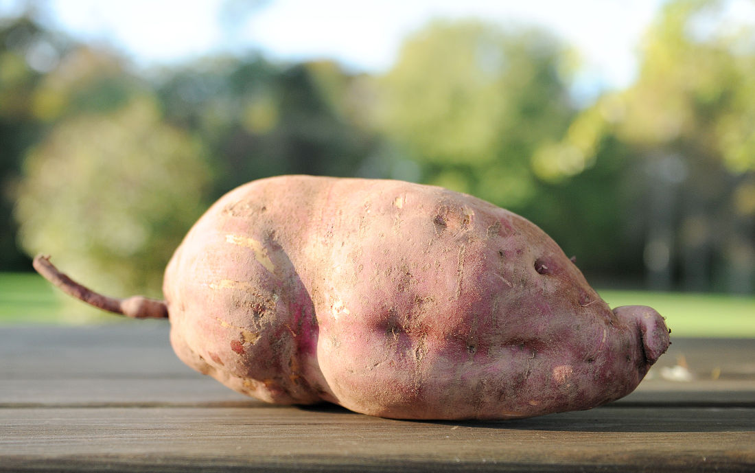 SLIDESHOW: Fall food and foliage | Don't Miss This | heraldbulletin.com