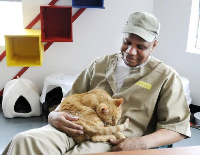 Stray cats get new home at Pendleton prison | Local News ...