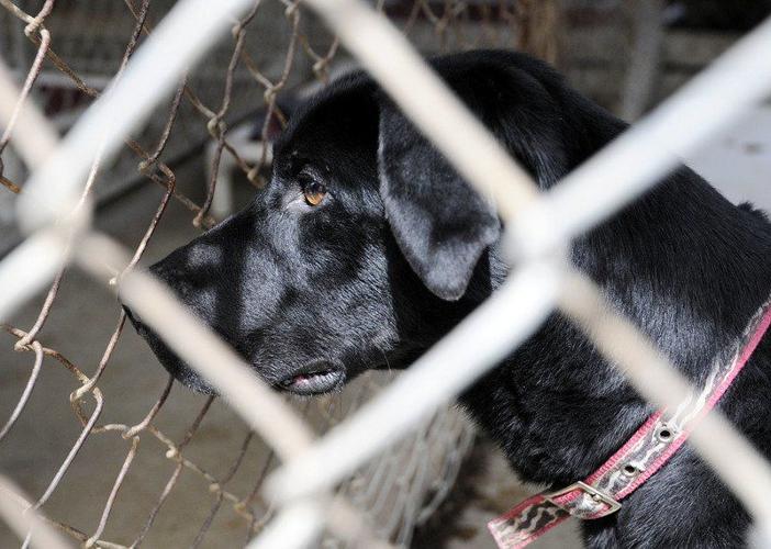 Animal advocates seek solutions, not 'last resorts' | Local News ...