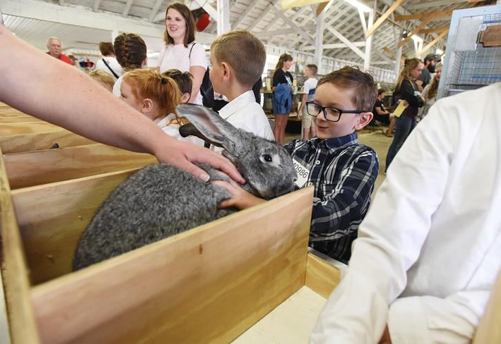 Berrien County Youth Fair to showcase over 400 rabbits this week ...