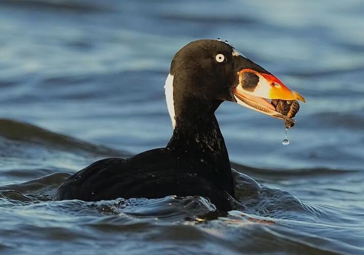 surf scoter
