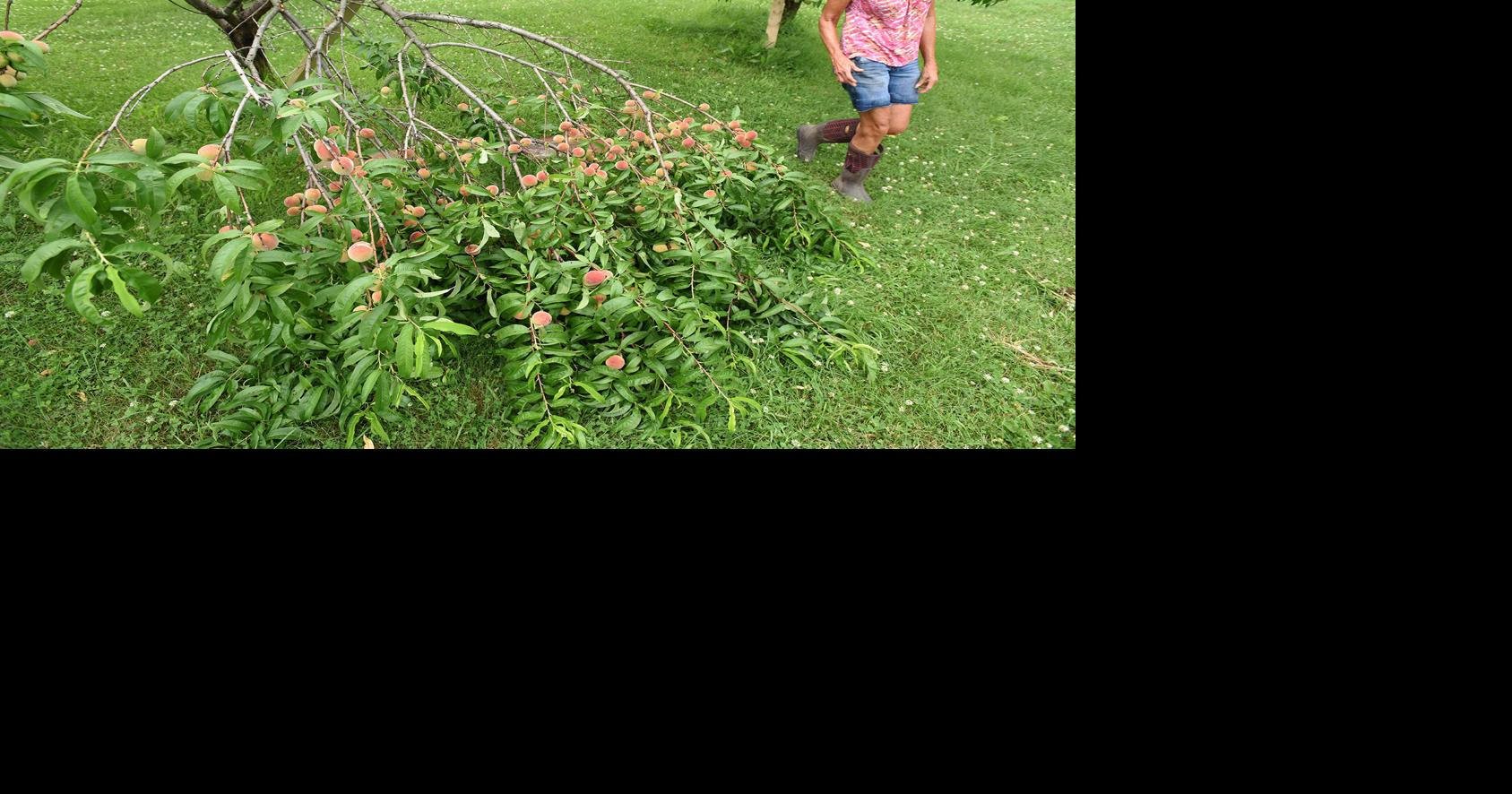 Dry spells, heavy rains leave Southwest Michigan growers in difficult ...