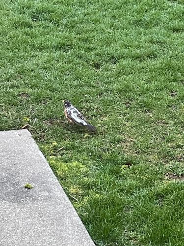 Beaver makes rare Lake Michigan appearance | Local | heraldpalladium.com