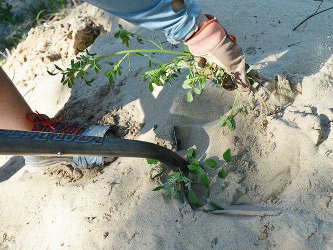Master gardener works to revitalize St. Joseph trail with native plants ...