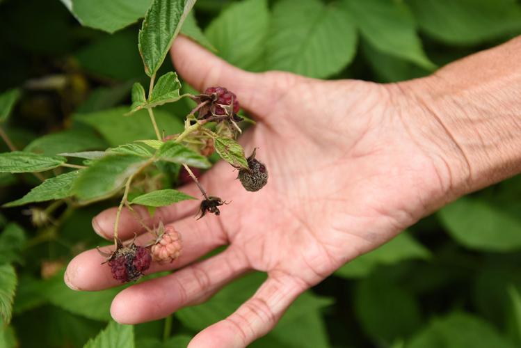 Dry spells, heavy rains leave Southwest Michigan growers in difficult ...
