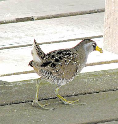 Wildlife notes: Plethora of spring migrating birds seen throughout ...