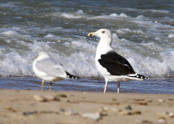 Wildlife Sightings: The last thrasher in Michigan? | Local ...